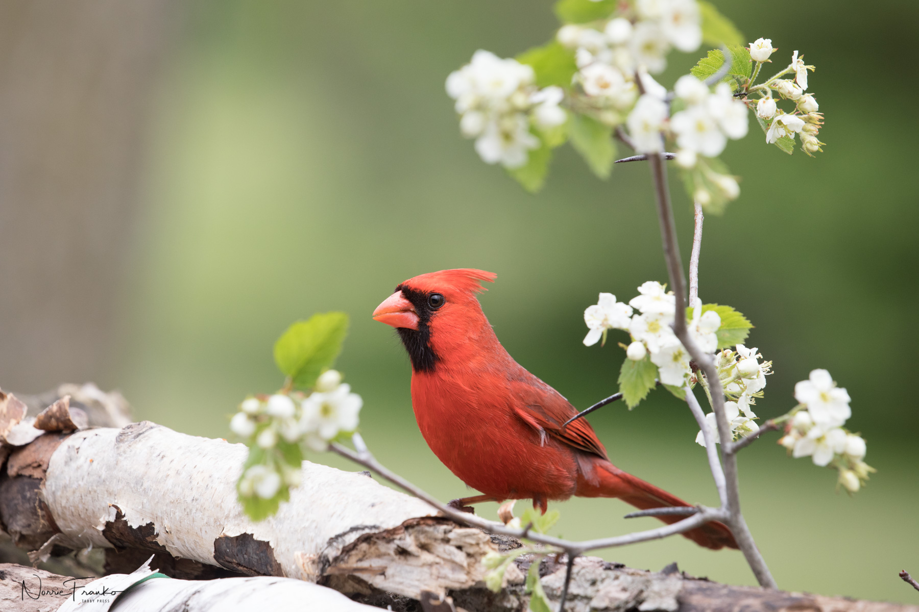 Photographer from Dunnville featured in Canadian Geographic | The ...