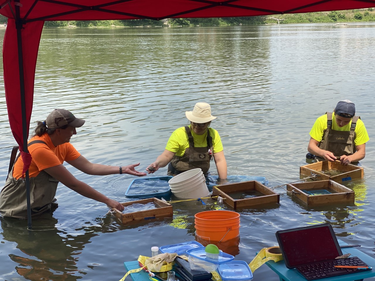 Mussel relocation will help protect at risk species ahead of bridge ...