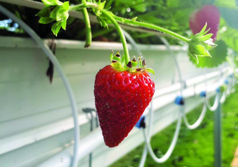 River’s Edge Haven of Hope Farm: Re-thinking farming from the ground up ...