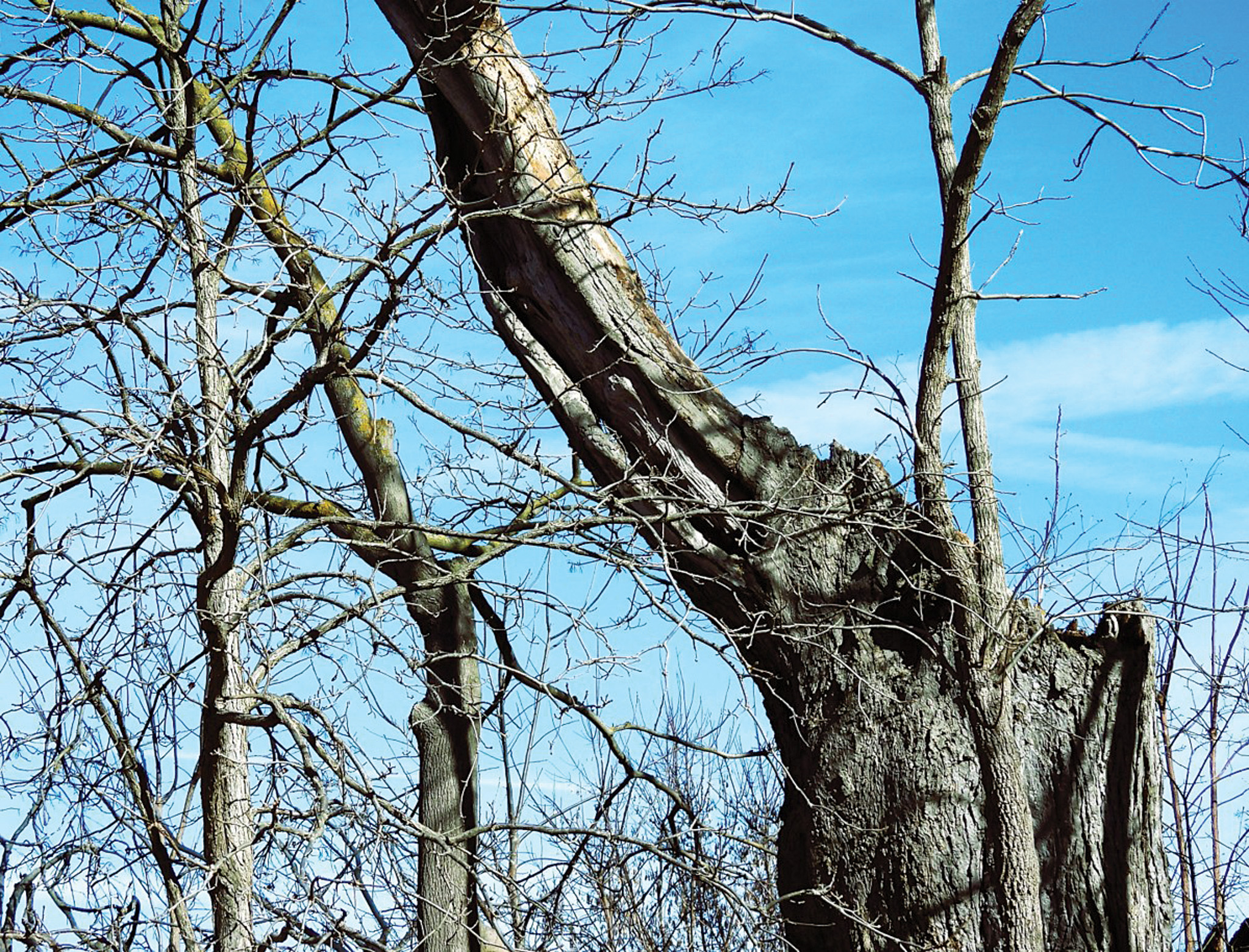‘Elephant’ spotted along caledonia trail | The Haldimand Press