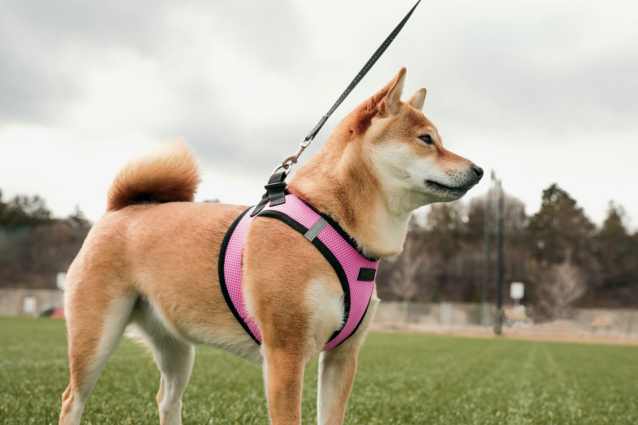 DOGC | The Haldimand Press