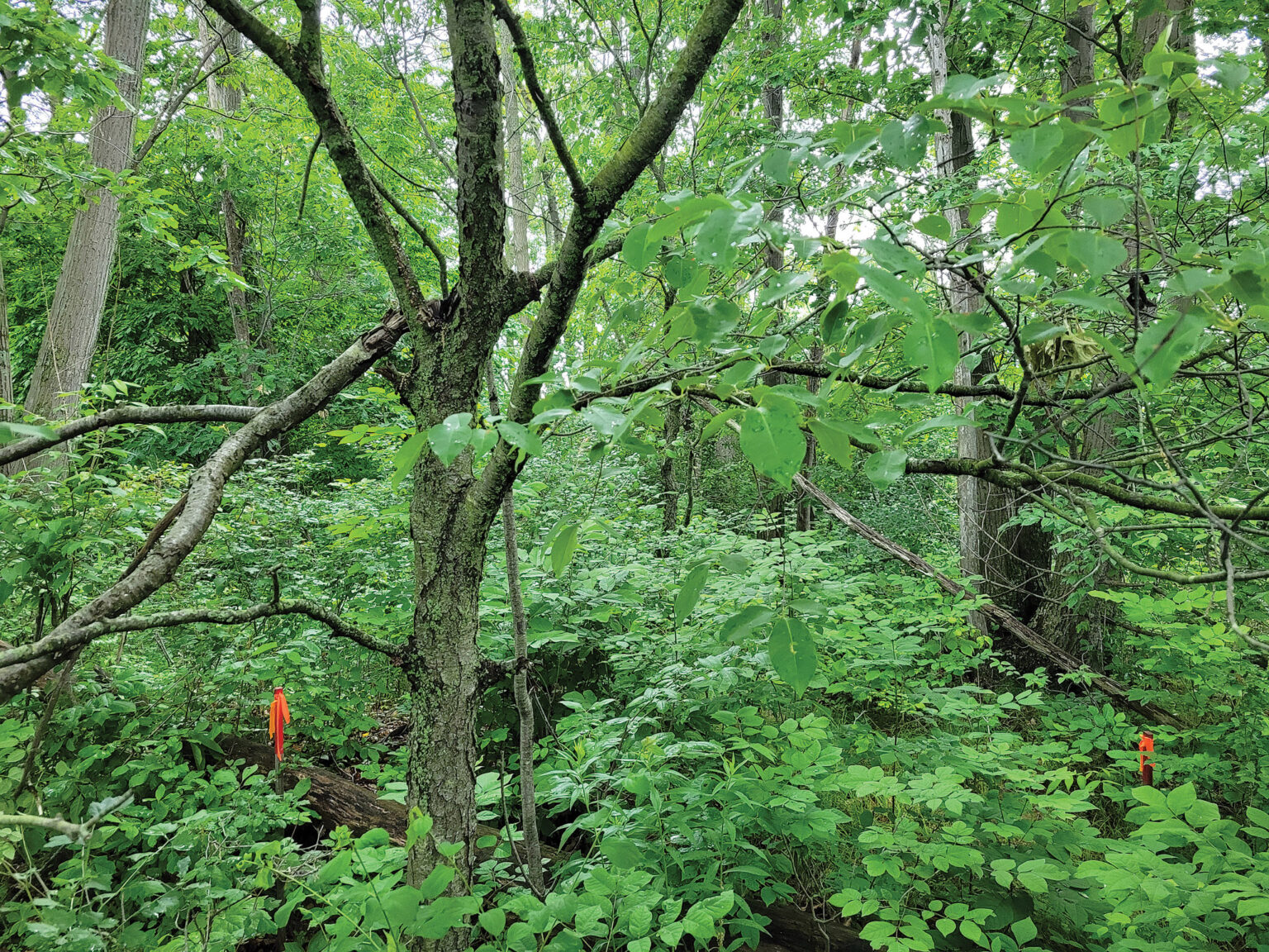 Canfield’s Street Cemetery to be designated as heritage site, now open ...