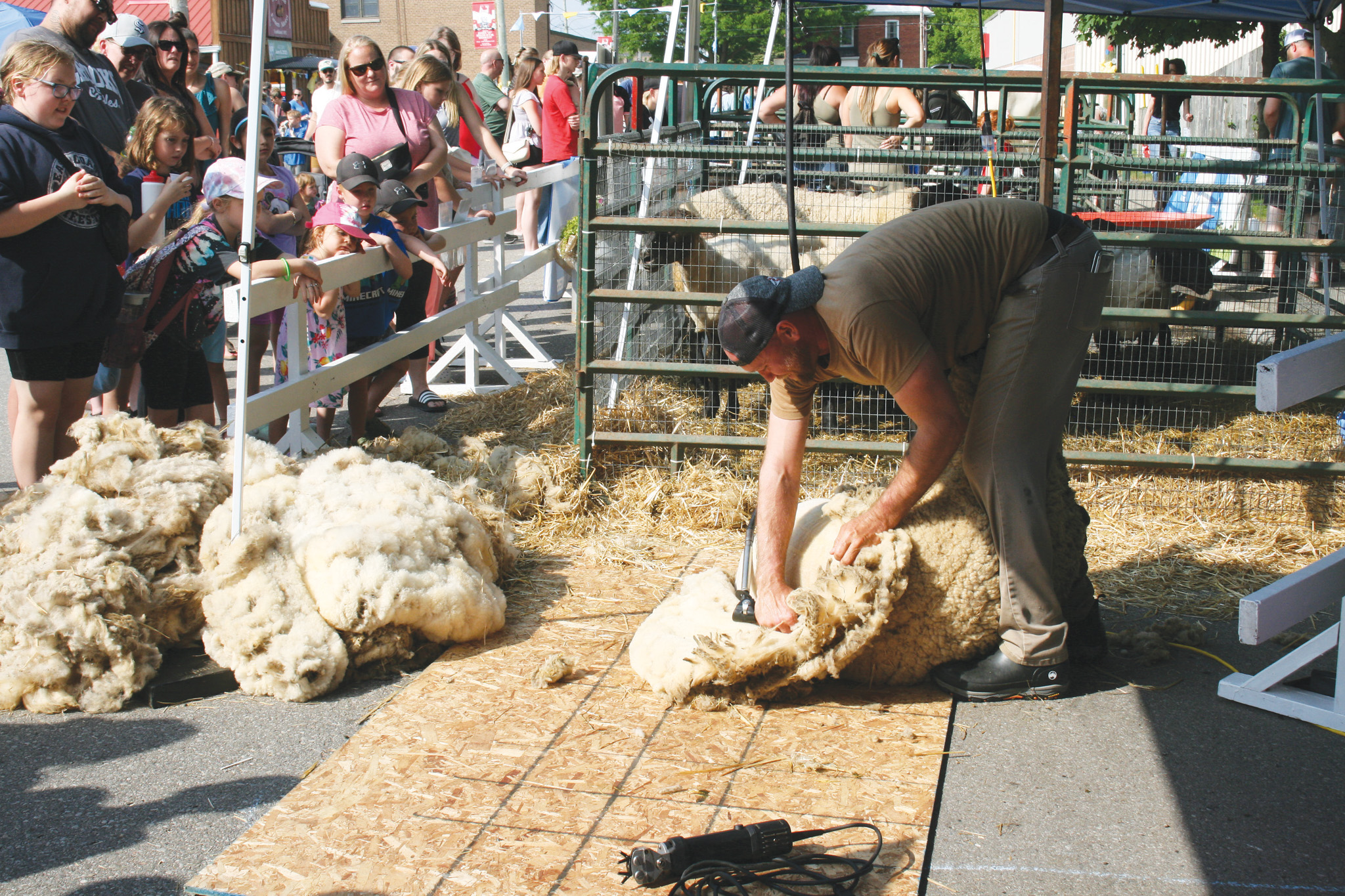 Ag Day sheap shearing | The Haldimand Press